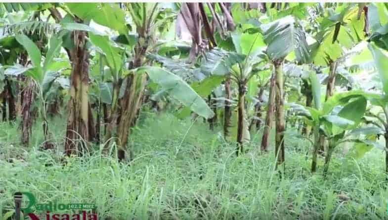 Daawo:-Risaala oo Warbixin ka diyaarisay Beeraha Jowhar & dalagayda ka ...